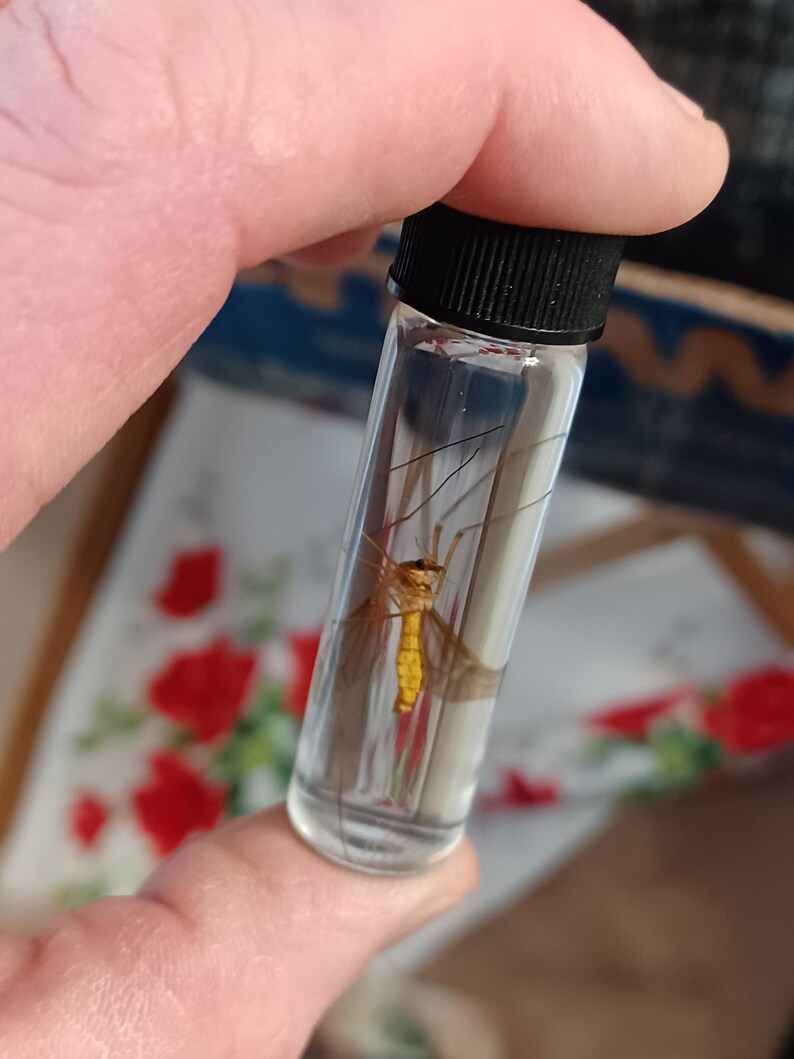 Preserved Crane Fly Wet Specimen 1.5" Real Insect in Glass Vile ...