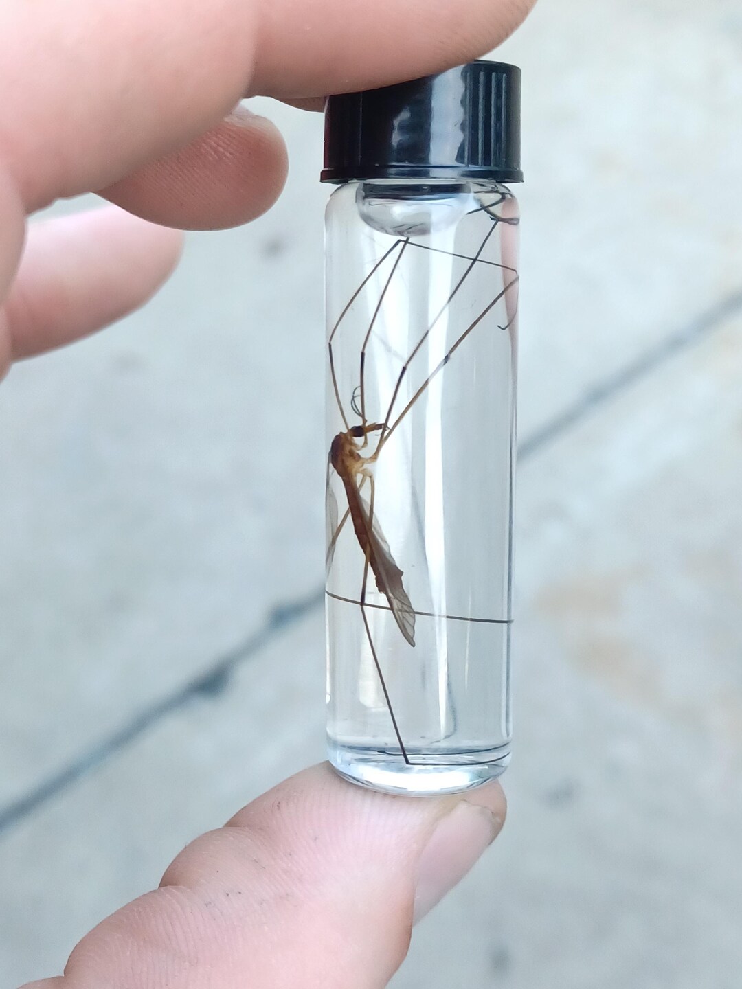Preserved Crane Fly Wet Specimen 2" X-large Real Insect in Glass Vile ...