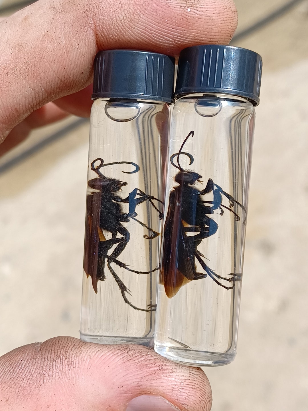 Preserved Great Black Wasp Wet Specimen 1 Real Insect in Glass Vile ...