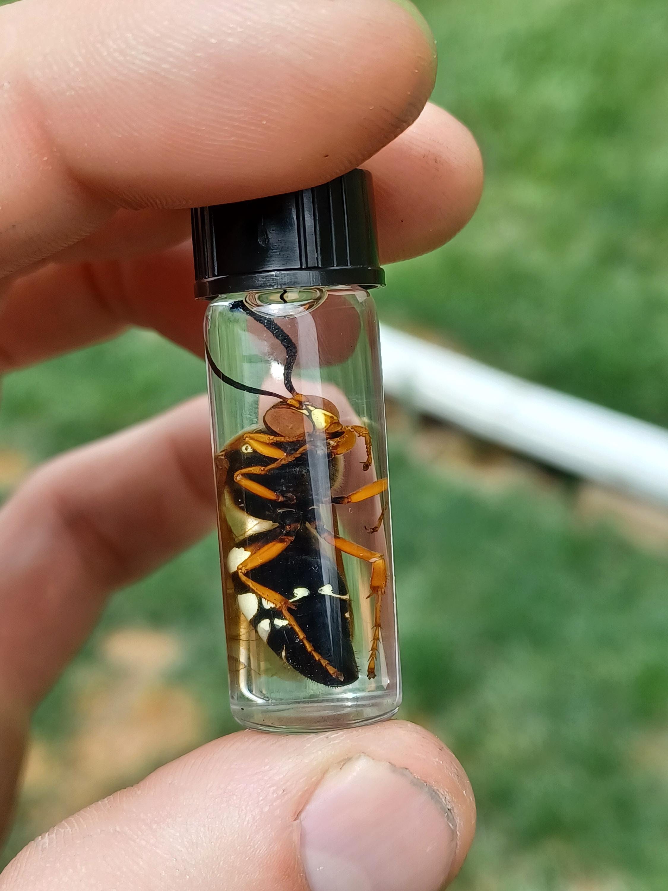 Preserved Cicada Killer Wasp 1" Wet Specimen Cicada Hawk Wasp Real ...