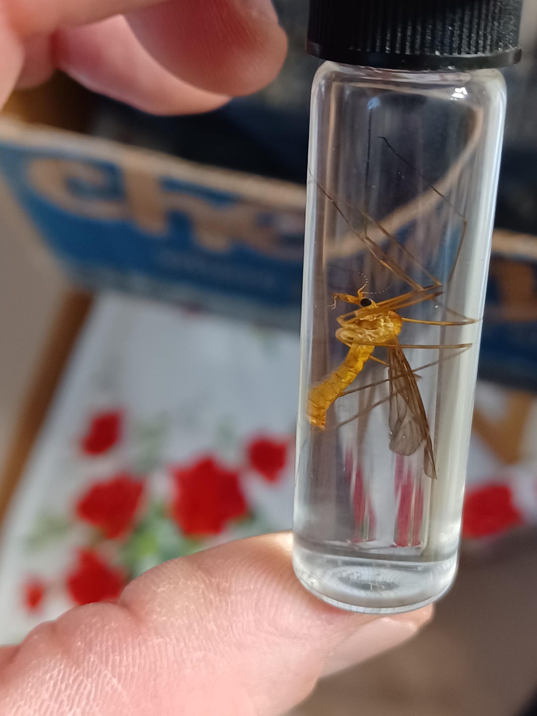 Preserved Crane Fly Wet Specimen 1.5" Real Insect in Glass Vile ...