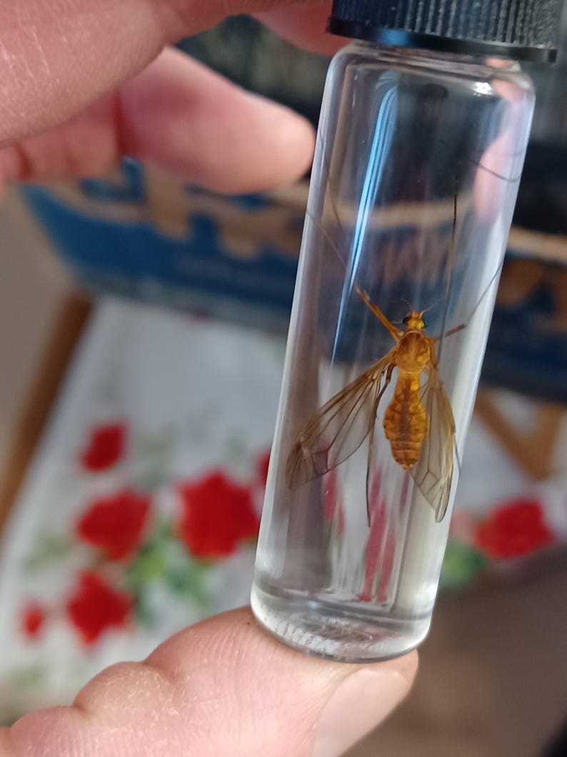Preserved Crane Fly Wet Specimen 1.5" Real Insect in Glass Vile ...