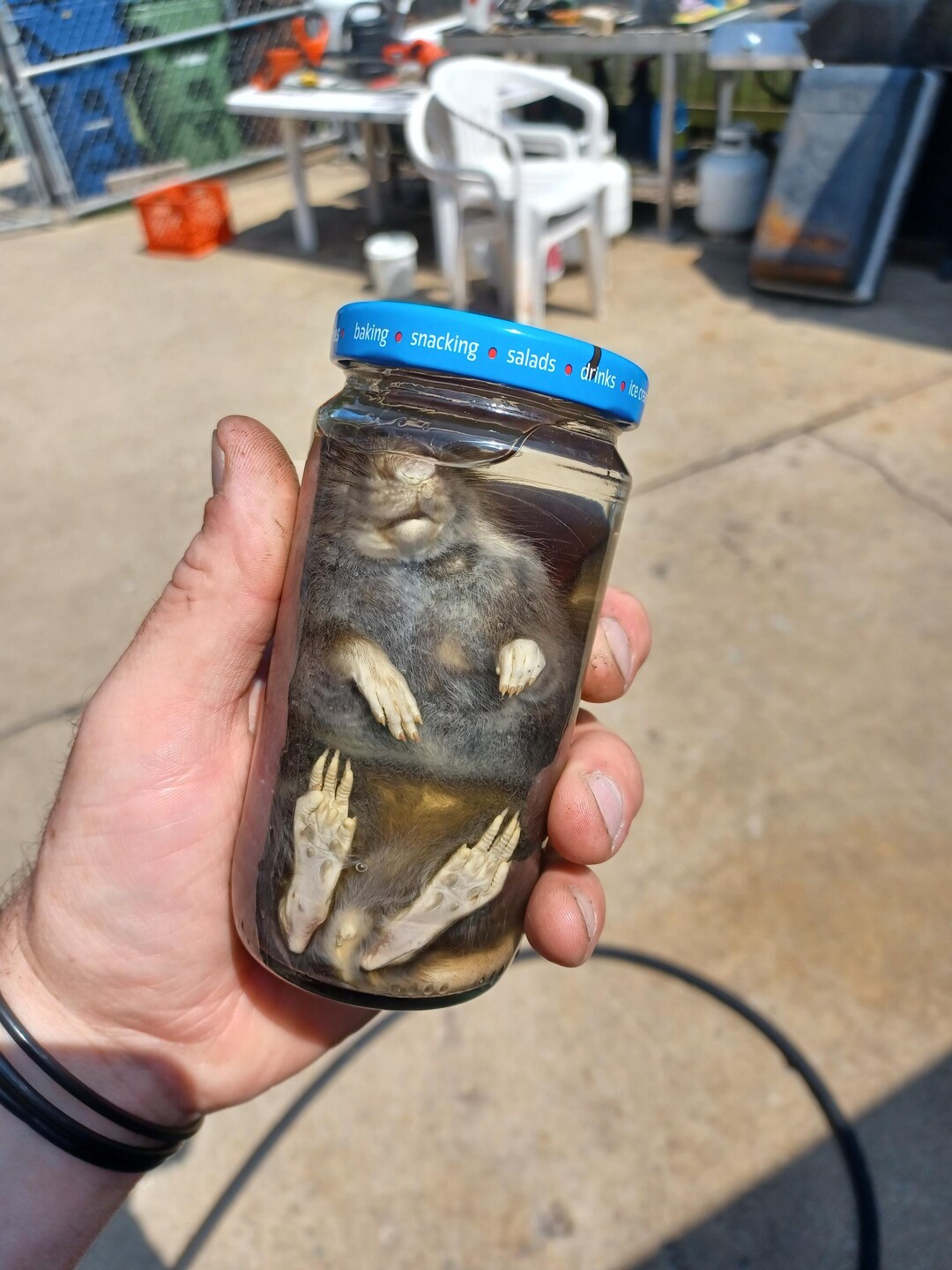 Preserved Brown Rat Wet Specimen in Jar Real Taxidermy Animal in Jar ...