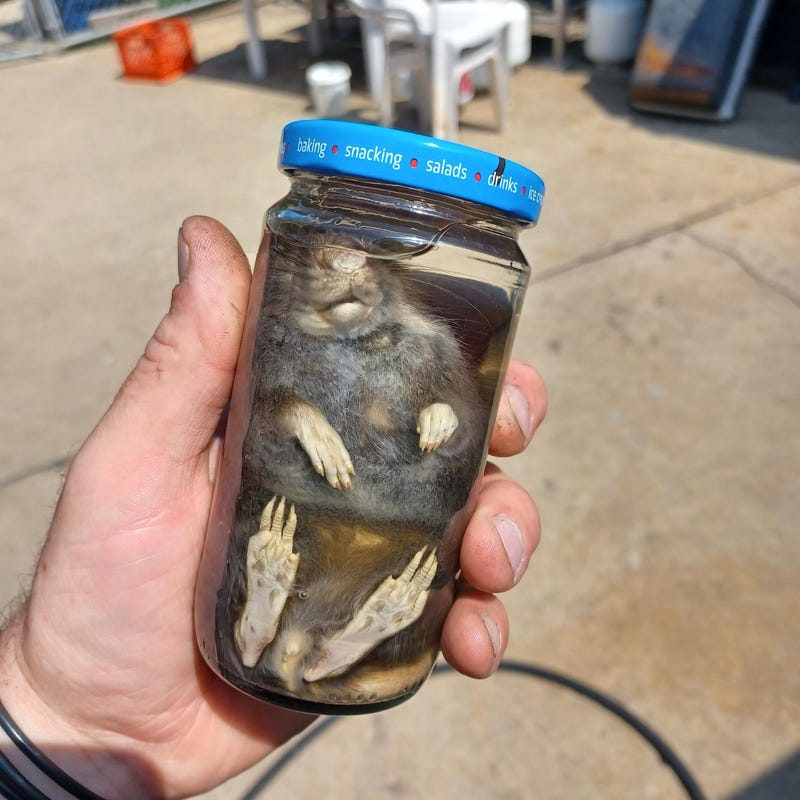 Taxidermy Rat - Etsy