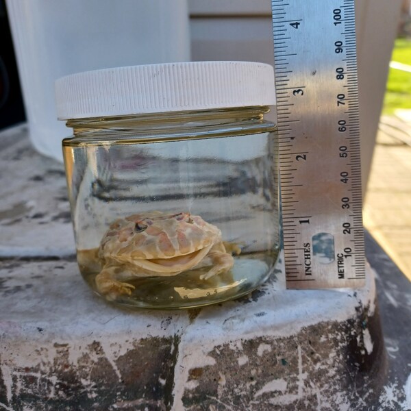 Preserved Animal - Etsy