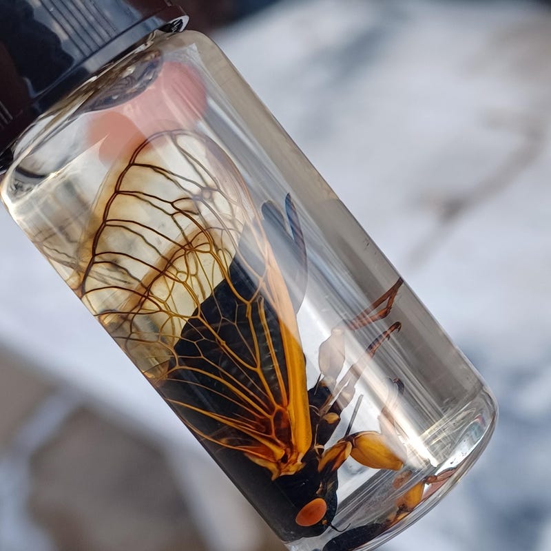 Wet Specimens - Etsy