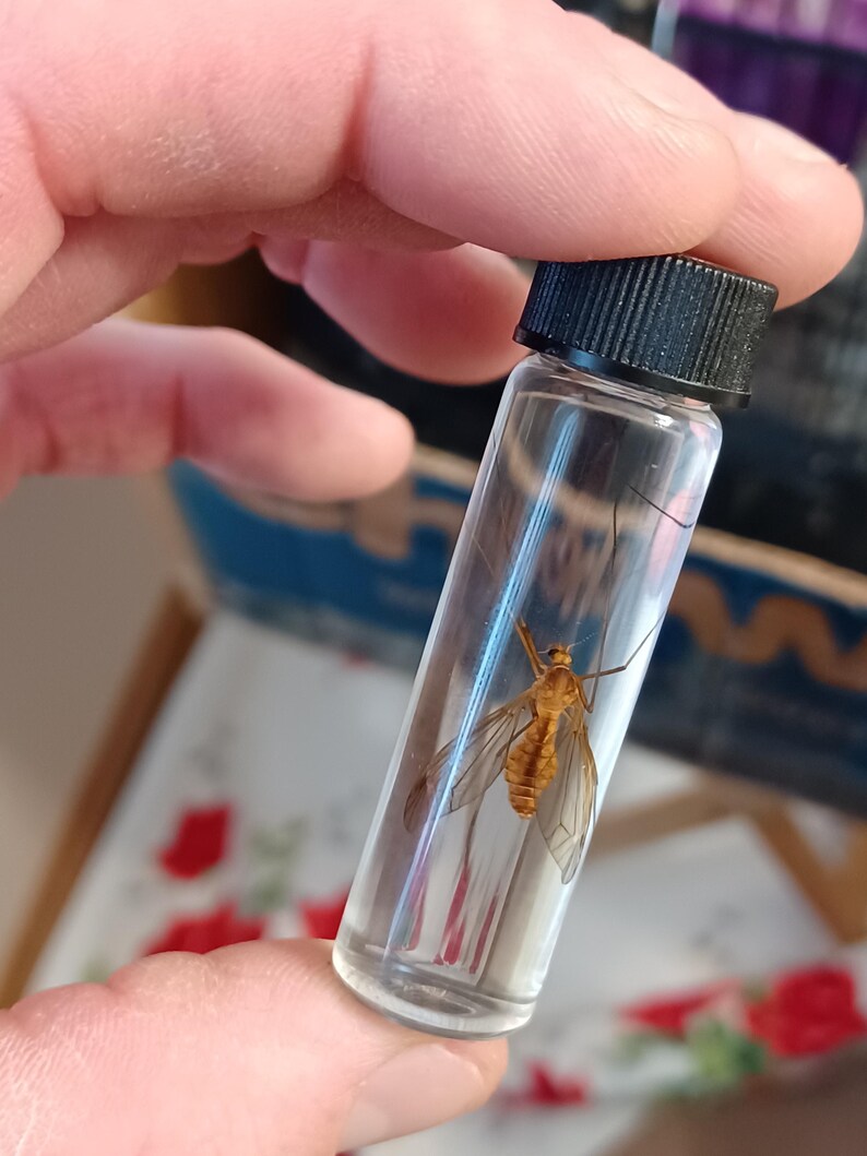 Preserved Crane Fly Wet Specimen 1.5" Real Insect in Glass Vile ...