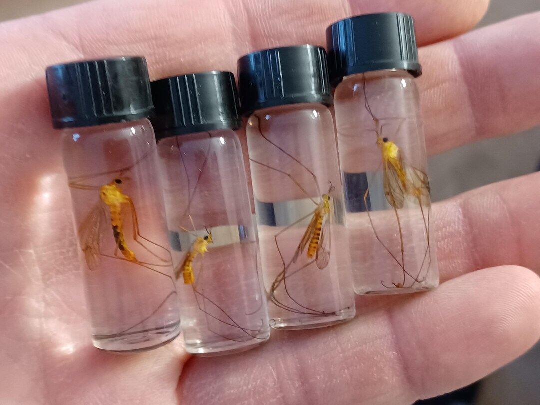 Preserved Crane Fly Wet Specimen 1" Real Insect in Glass Vile Taxidermy ...