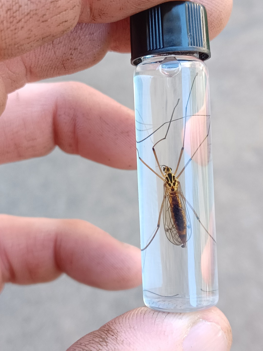Preserved Crane Fly Wet Specimen 2" Large Real Insect in Glass Vile ...