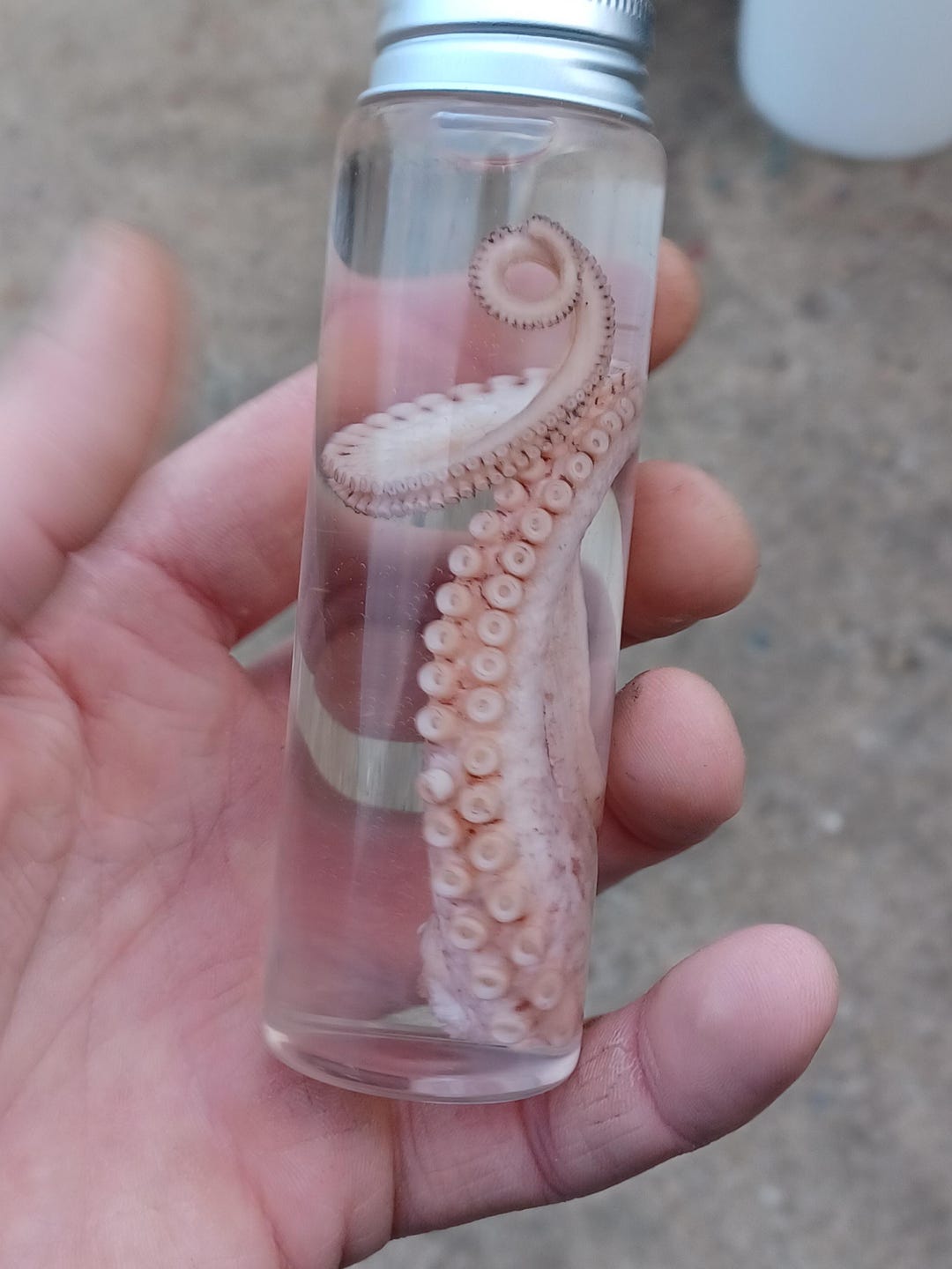 Preserved Octopus Tentacle in Glass Vial 4.75" X 1.5" Real Octopus ...