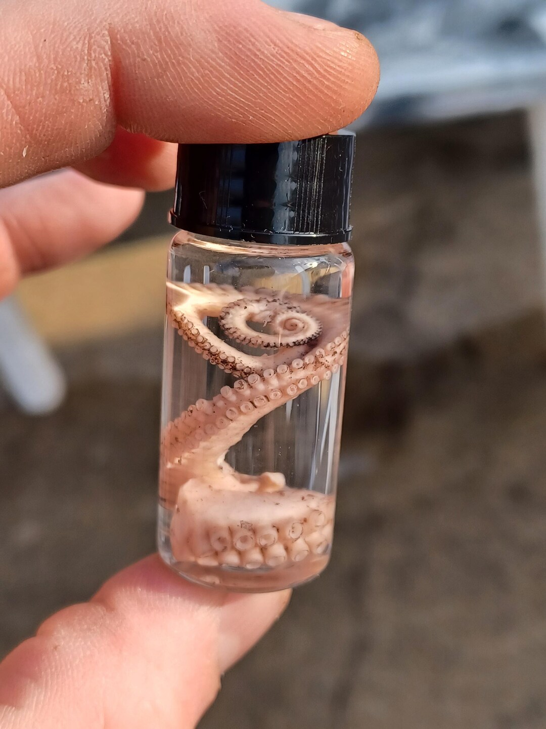 Preserved Octopus Tentacle in Glass Vial 2 X 3/4 Real Octopus Tentacle ...