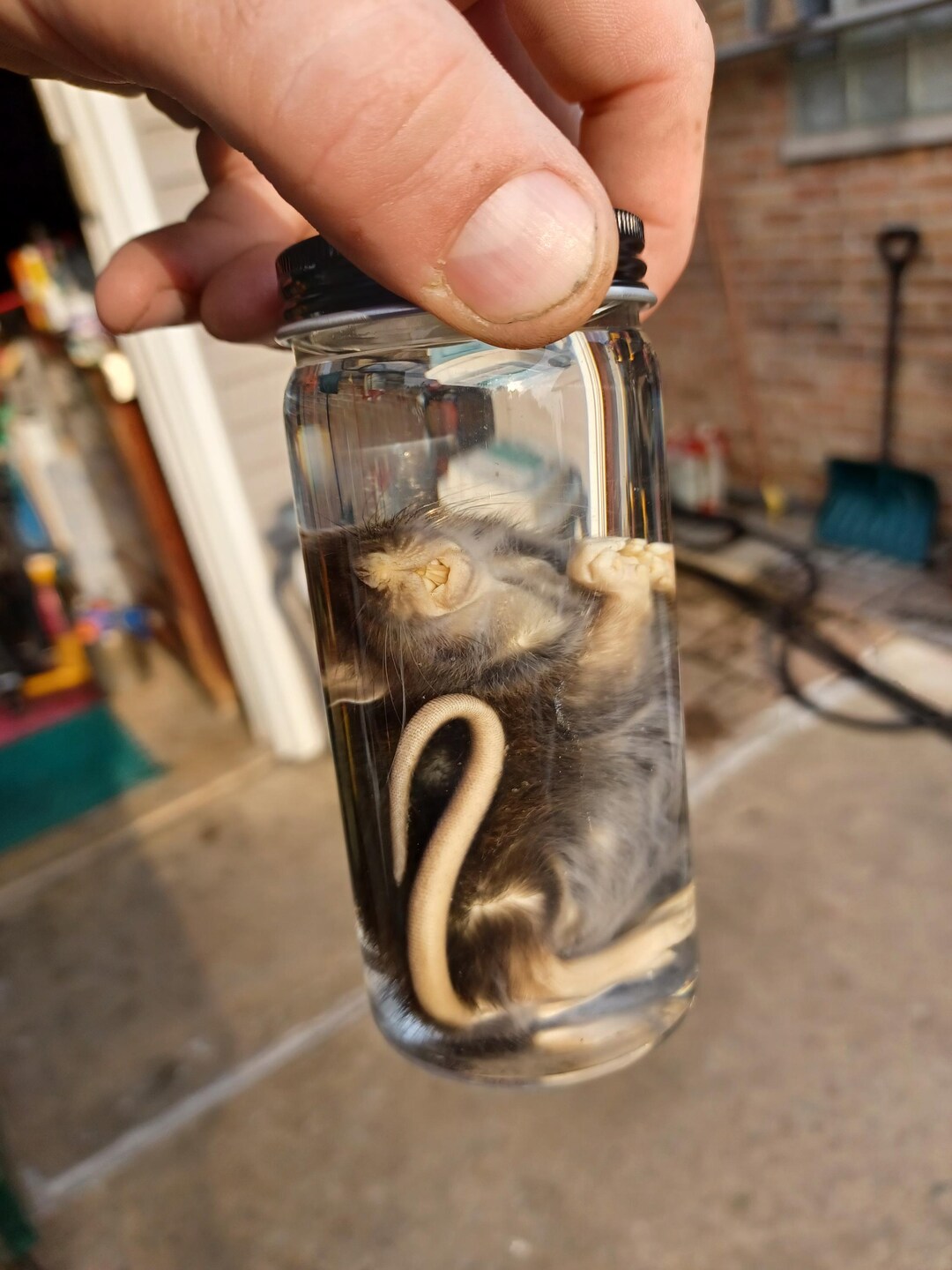 Preserved Brown Rat Wet Specimen in Jar Real Taxidermy Animal in Jar ...