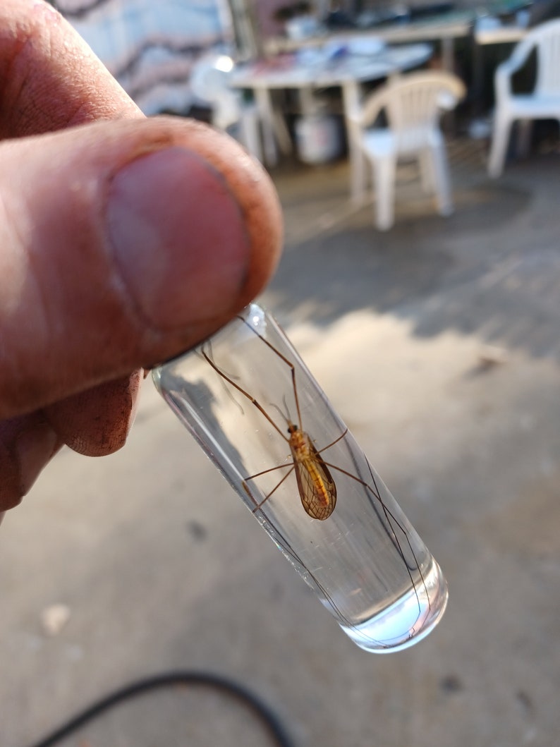 Preserved Crane Fly Wet Specimen 2.5 Large Real Insect in Glass Vile ...