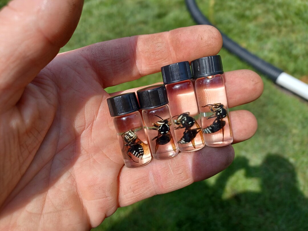 Preserved Bald Faced Hornet 1 Wet Specimen Real Insect in Glass Vile ...