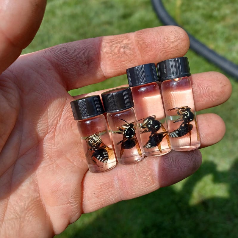 Wet Specimens - Etsy