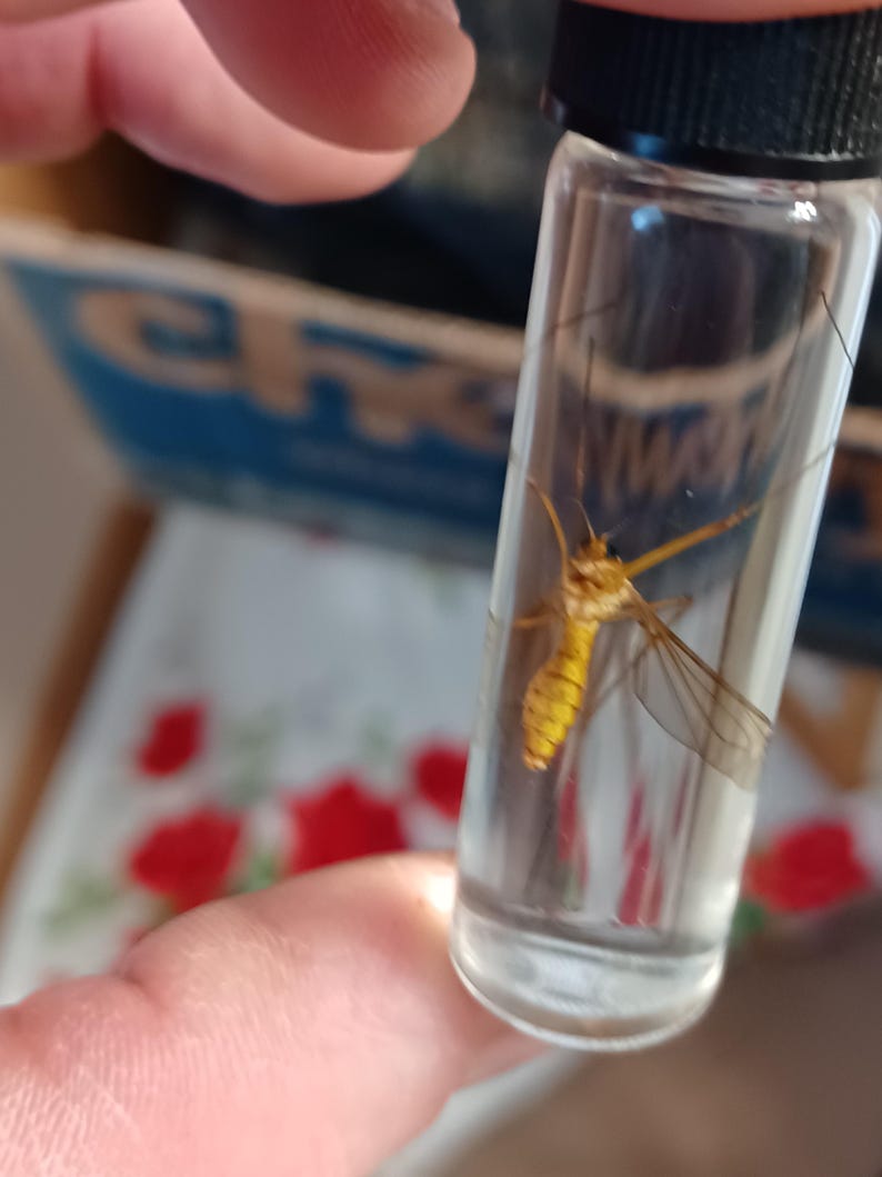 Preserved Crane Fly Wet Specimen 1.5" Real Insect in Glass Vile ...