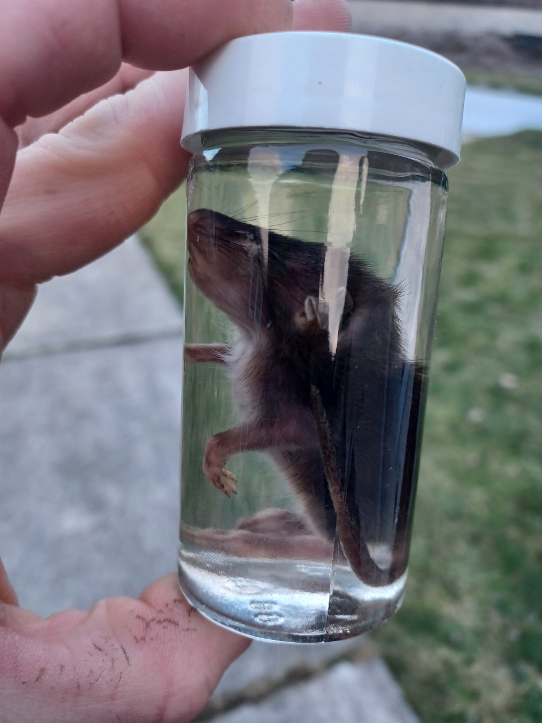 Preserved Rat Pup Wet Specimen in Jar Real Taxidermy Animal in Jar ...