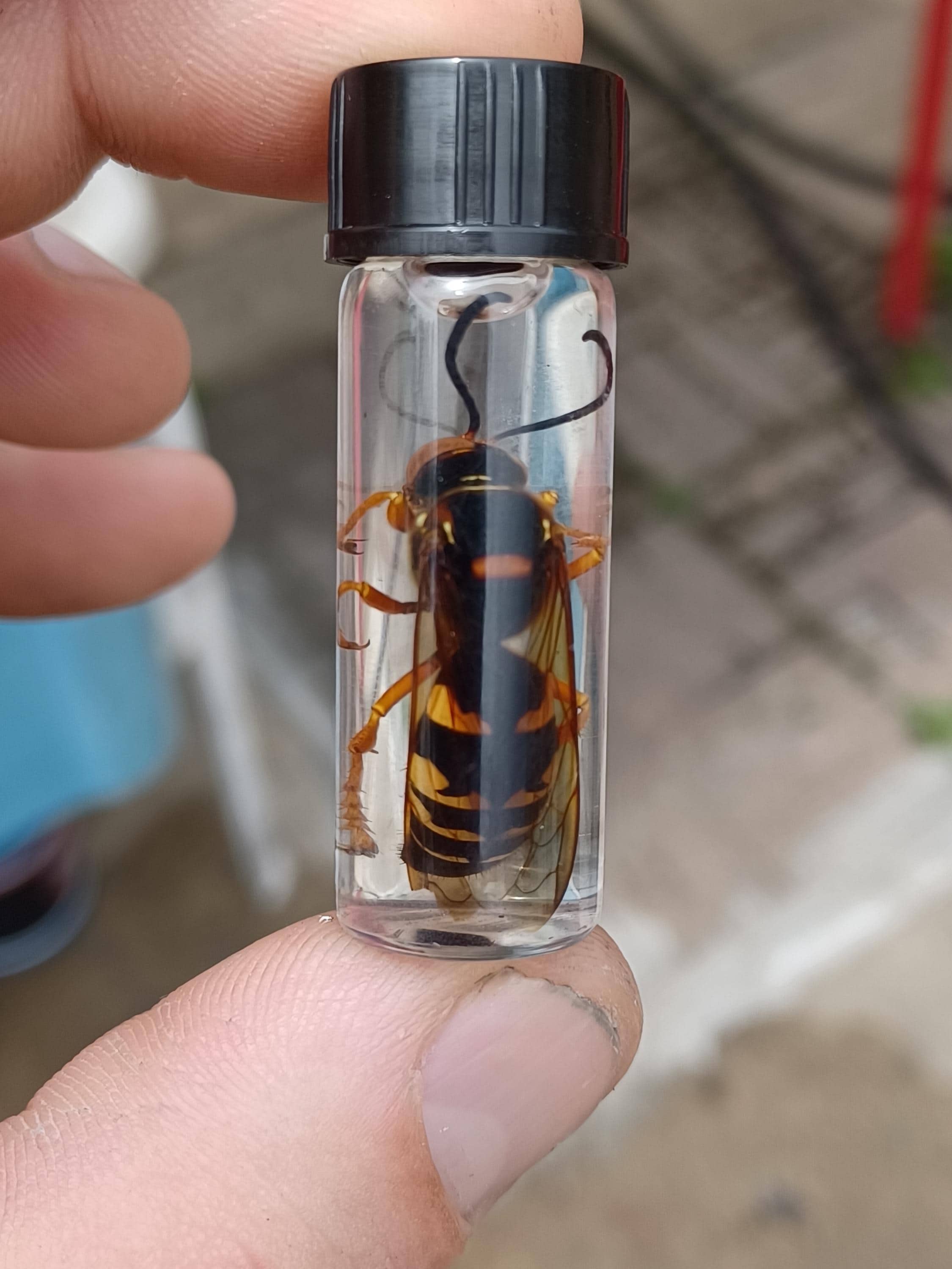 Preserved Cicada Killer Wasp 1 Wet Specimen Real Insect in Glass Vial ...