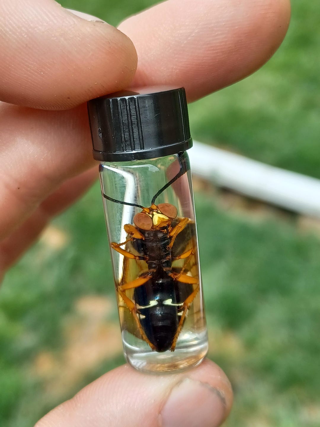 Preserved Cicada Killer Wasp 1" Wet Specimen Real Insect in Glass Vial ...