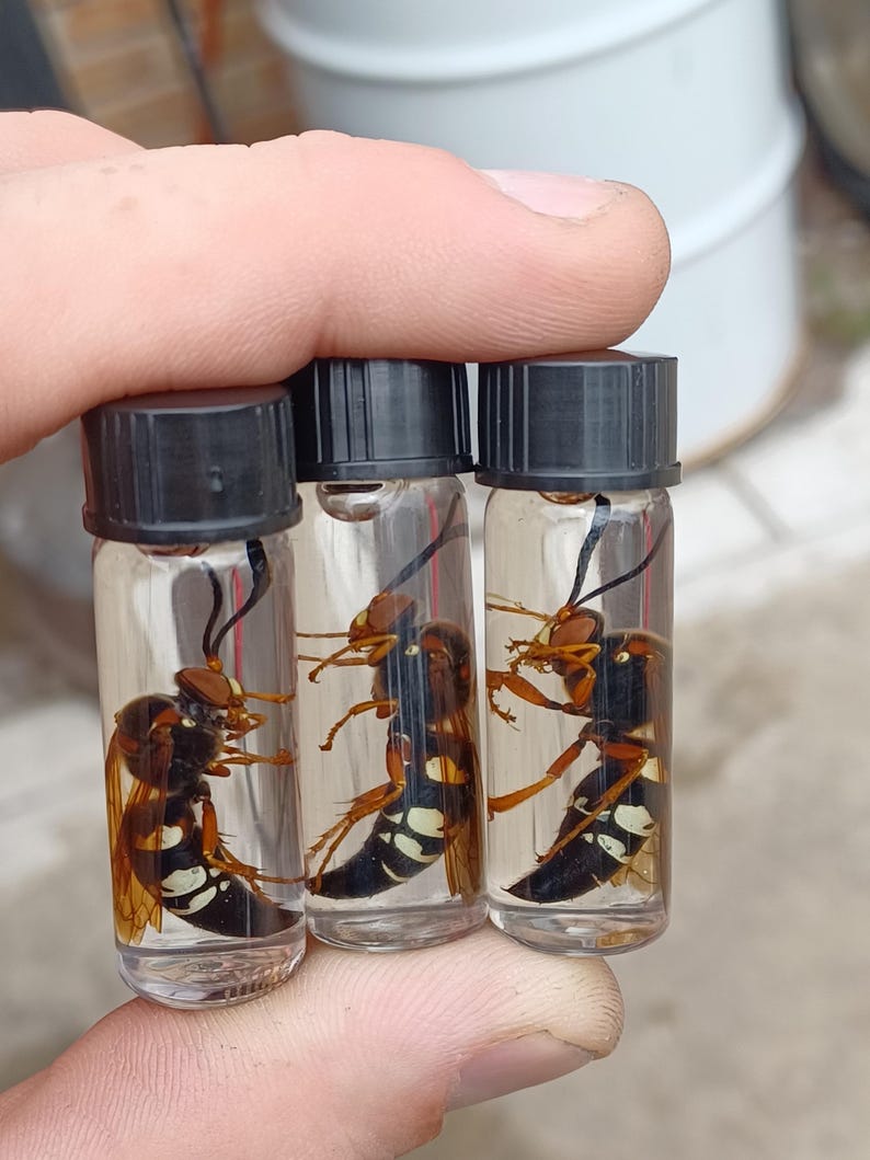 Preserved Cicada Killer Wasp 1" Wet Specimen Cicada Hawk Wasp Real ...