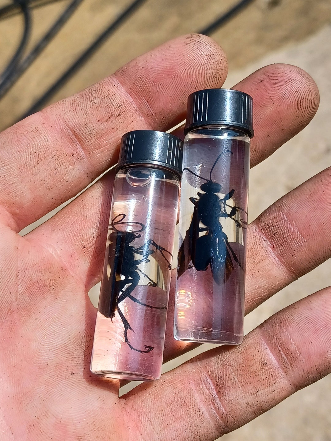 Preserved Great Black Wasp Wet Specimen 1" Real Insect in Glass Vile ...