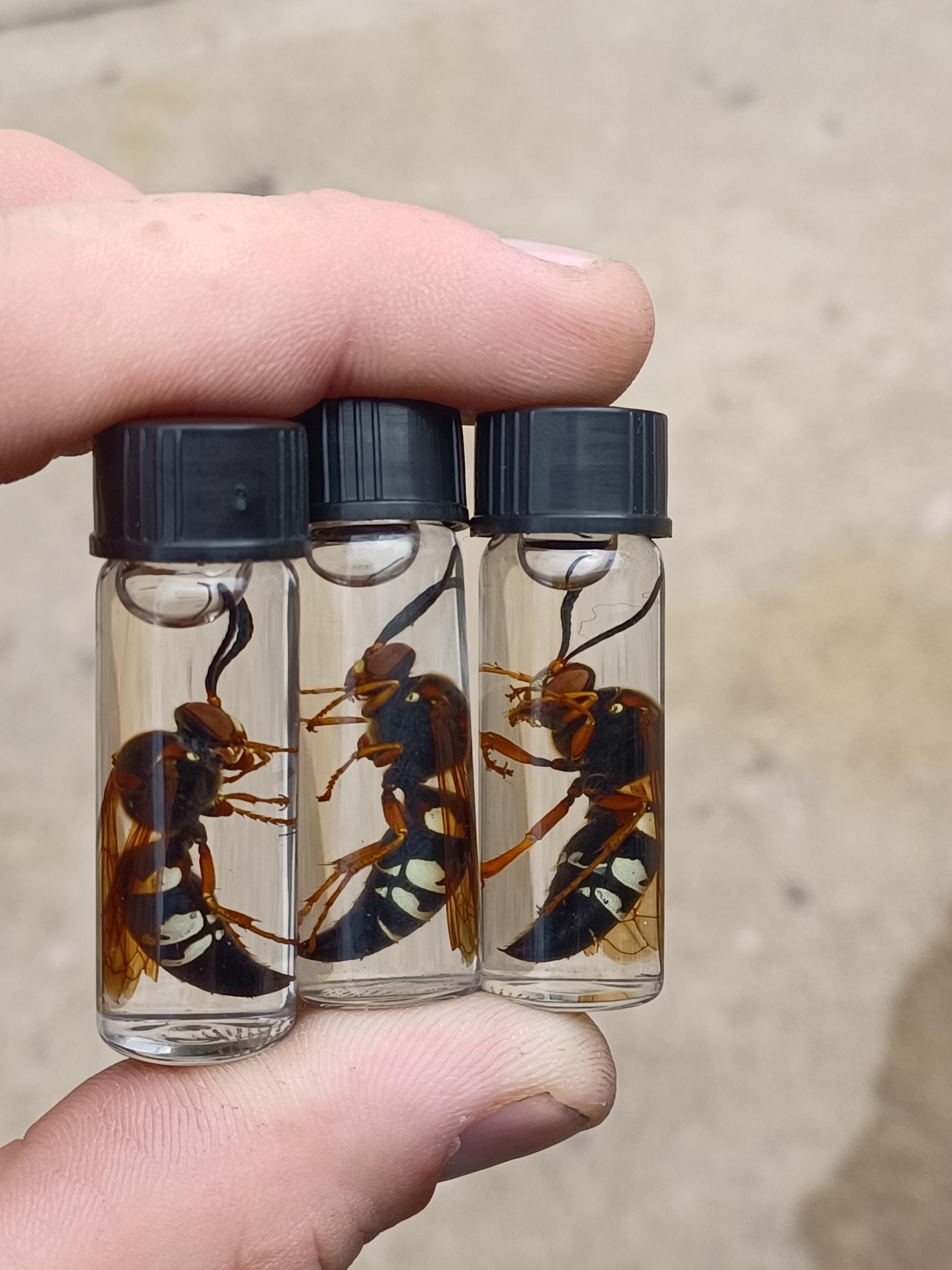 Preserved Cicada Killer Wasp 1" Wet Specimen Cicada Hawk Wasp Real ...