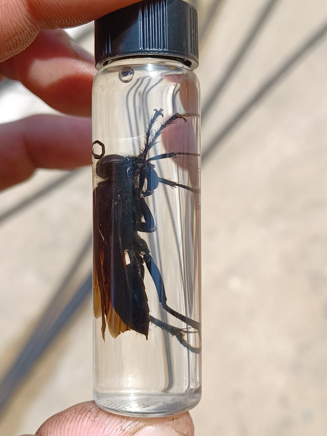 Preserved Great Black Wasp Wet Specimen 1.5 Large Real Insect in Glass ...