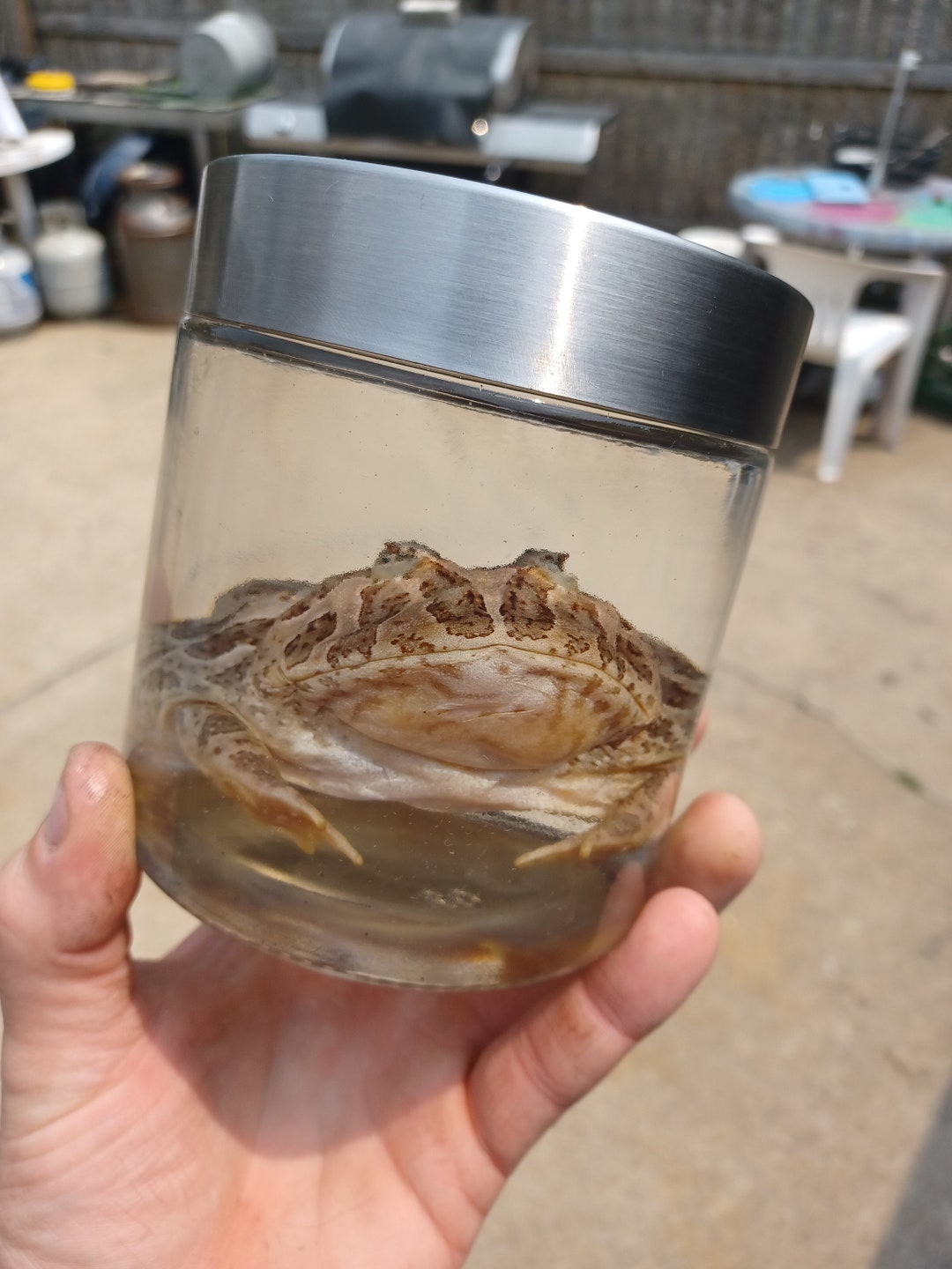 Preserved Pac Man Frog Wet Specimen in Jar 4 Large Real Frog Taxidermy ...