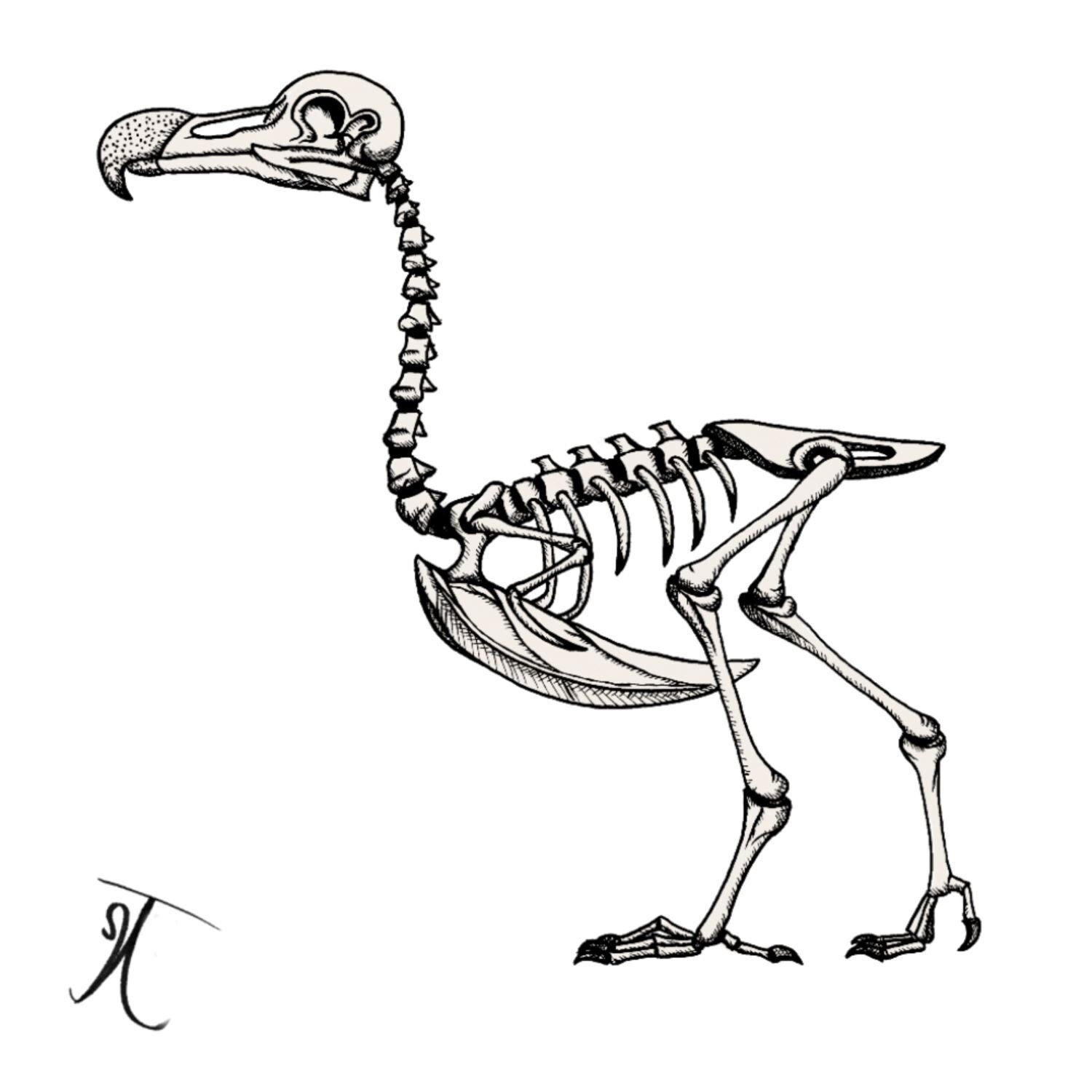 Dodo Bird Skeleton