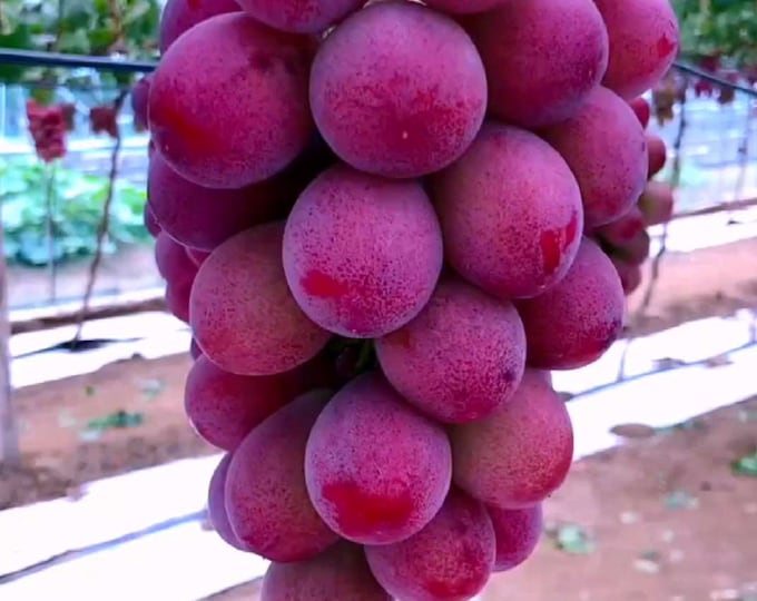 Famous Grafted Live Japanese Queen Nina 妮娜皇后 Grape Vine Plant 1-2 Yrs Old (15-20 Inches) - Etsy