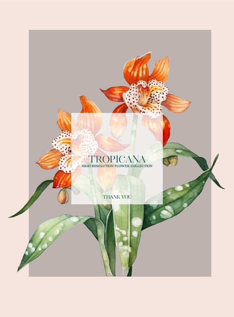 Hibiscus Flowers Watercolor Png Tropical Flowers Clipart - Etsy