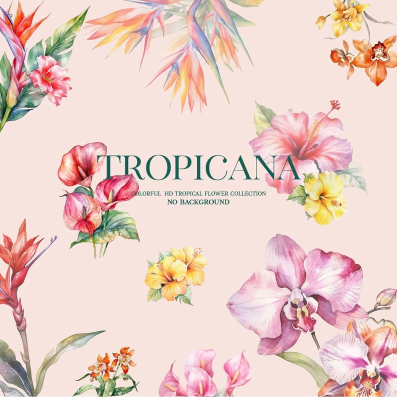 Hibiscus Flowers Watercolor Png - Tropical Flowers Clipart - Watercolor ...