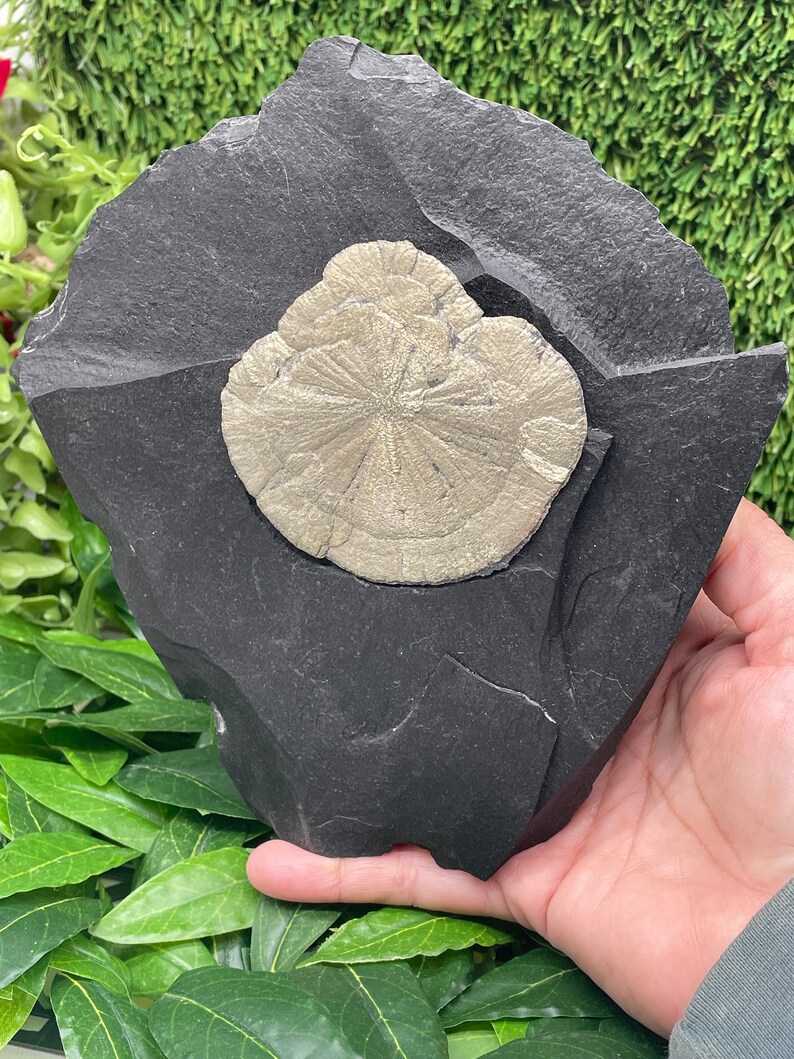 PYRITE SUN on Matrix. Rare. Sparta Illinois. You Choose. Miner's Dollar ...