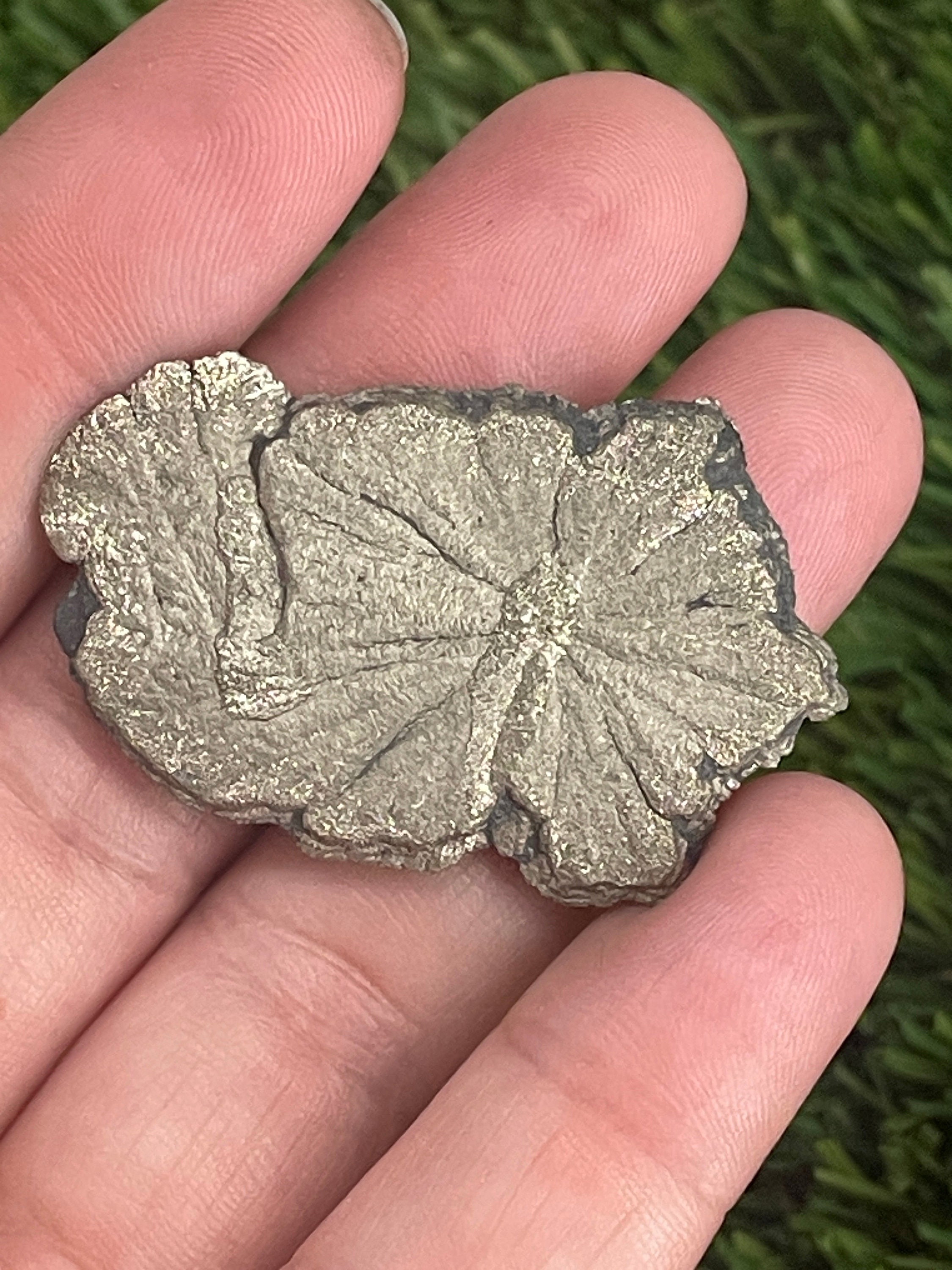 PYRITE SUN SPARTA Illinois Pyrite Disk, Miner's Dollar Collector Piece ...