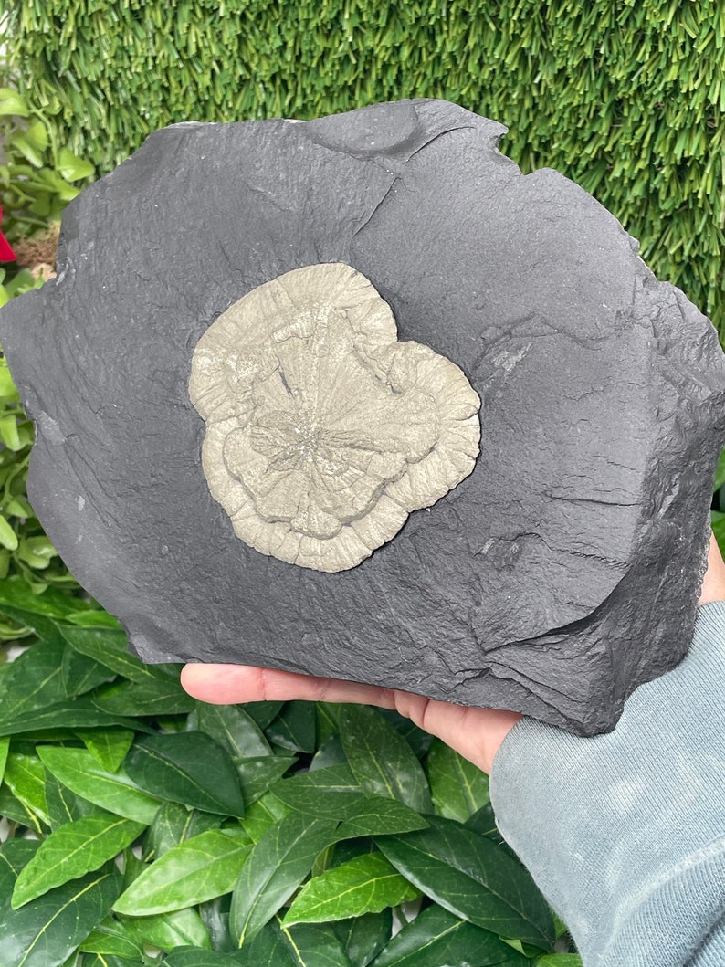 PYRITE SUN on Matrix. Rare. Sparta Illinois. You Choose. Miner's Dollar ...