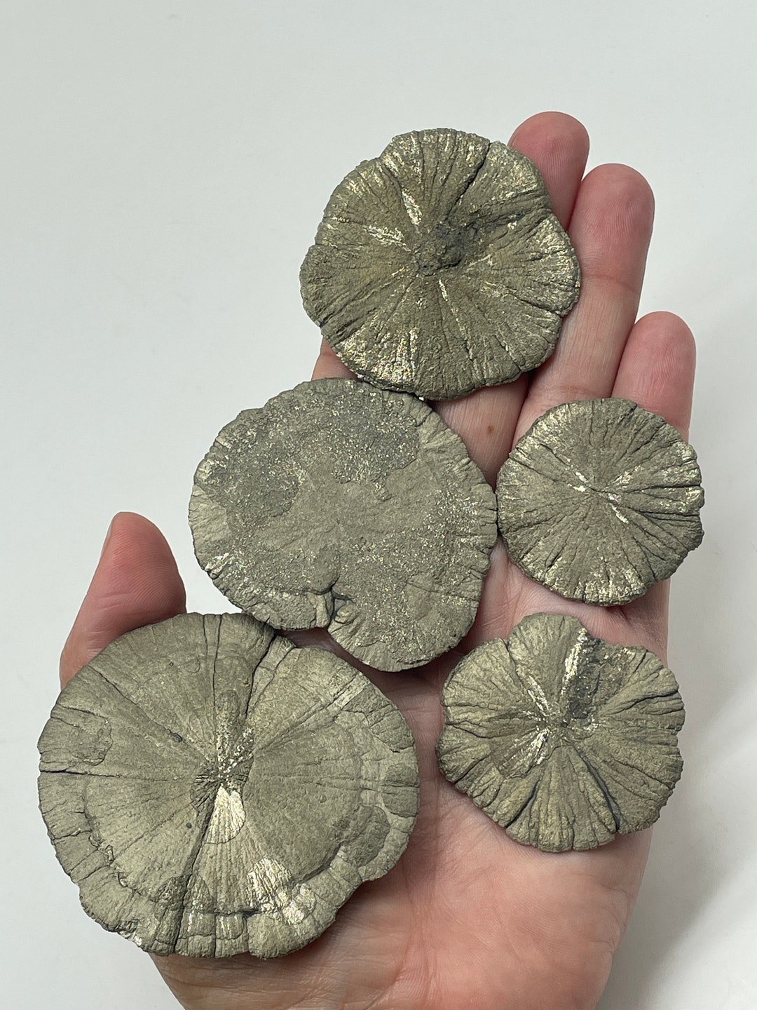 PYRITE SUN DISK Lot - Etsy