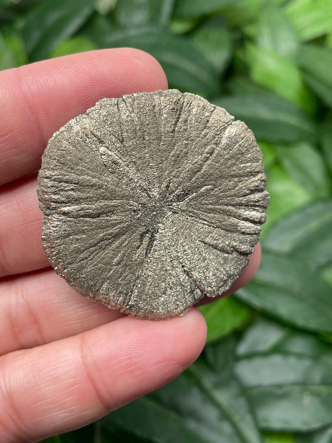 PYRITE SUN SPARTA Illinois Pyrite Disk, Miner's Dollar Collector Piece ...