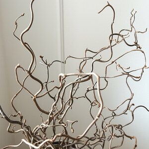 5|10 Top Table Twisted Hazel Corylus Branches, Contorted Hazel, Curly ...