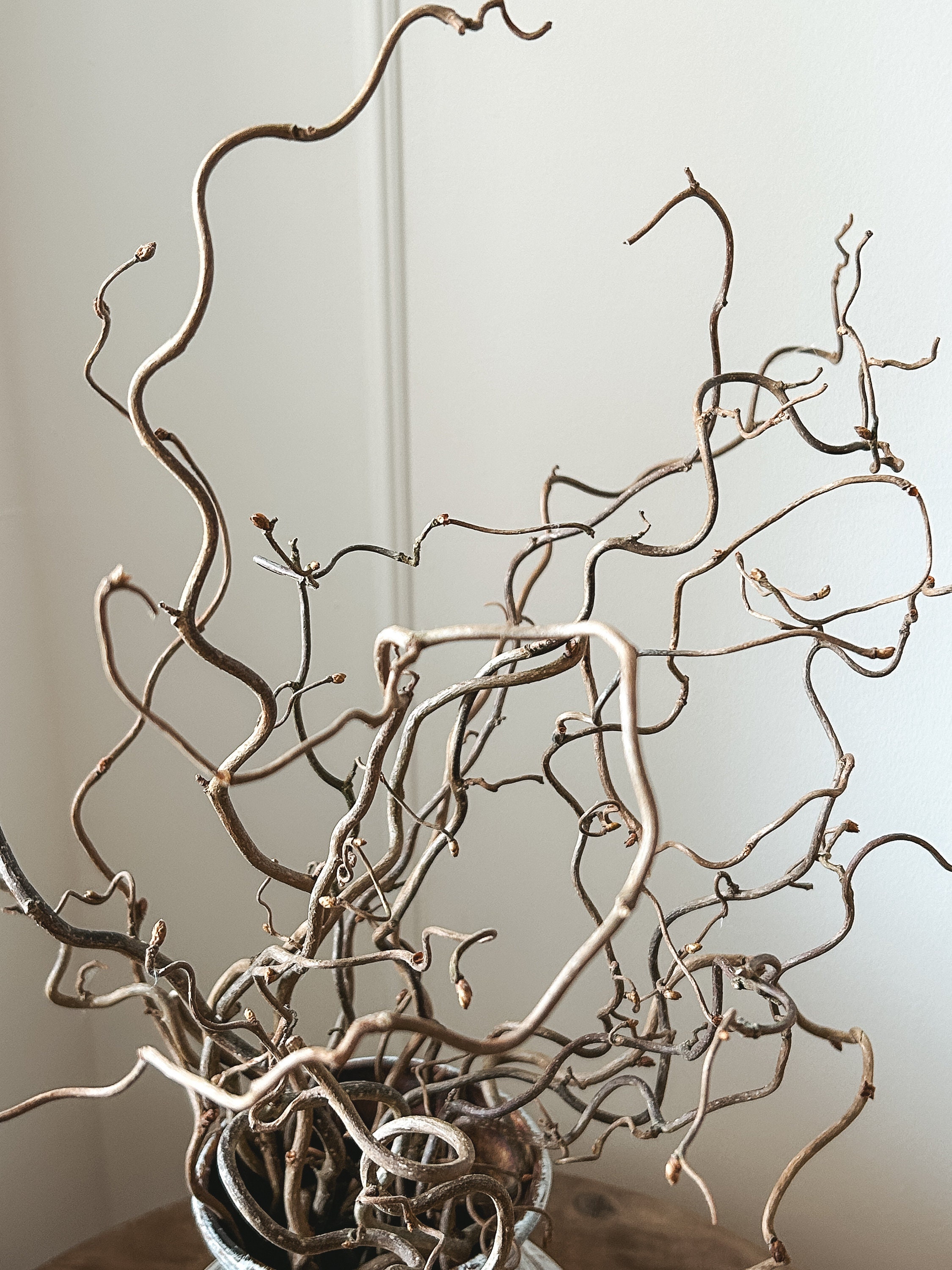 5|10 Top Table Twisted Hazel Corylus Branches, Contorted Hazel, Curly ...
