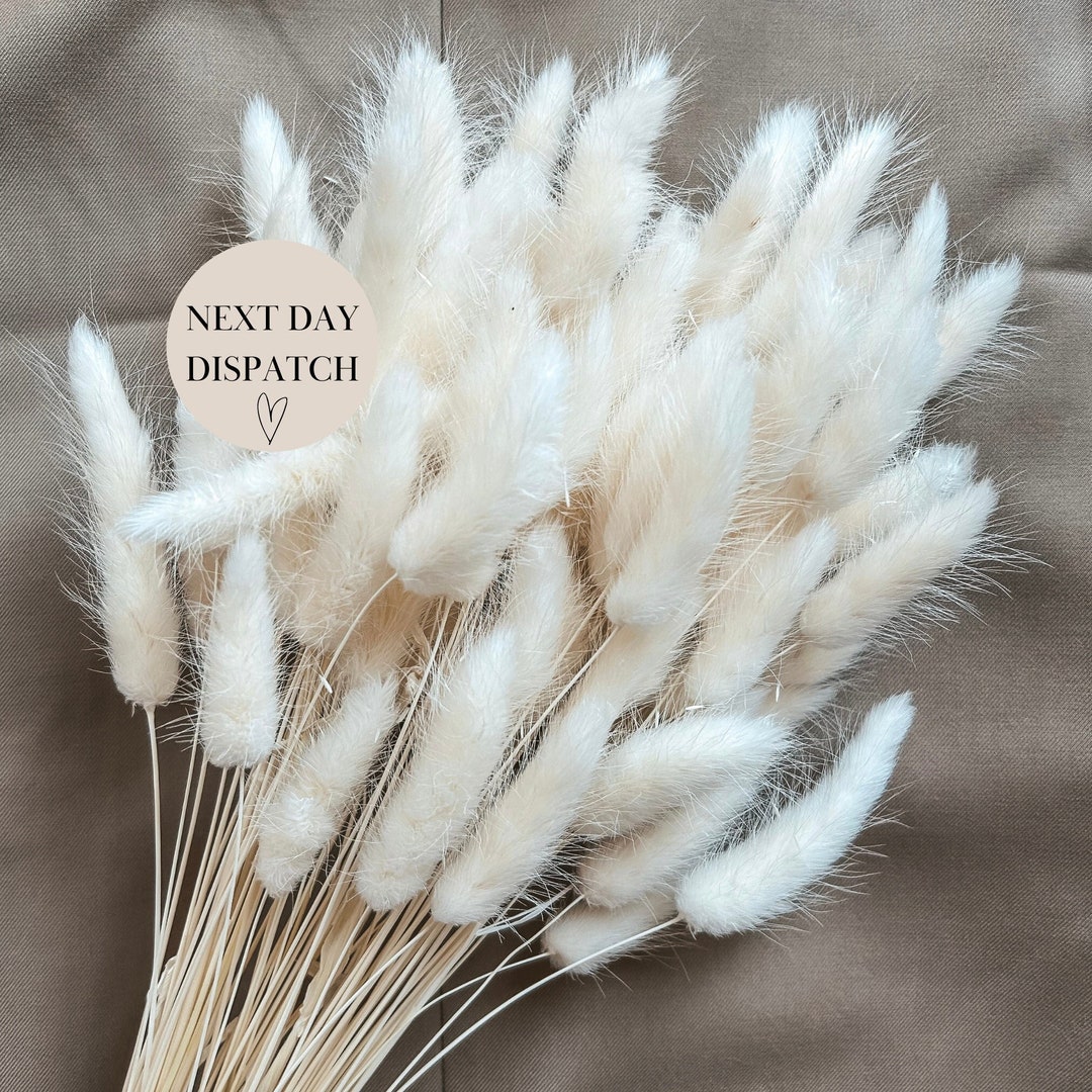 Bleached White Bunny Tails Dried White Bunny Tails White - Etsy