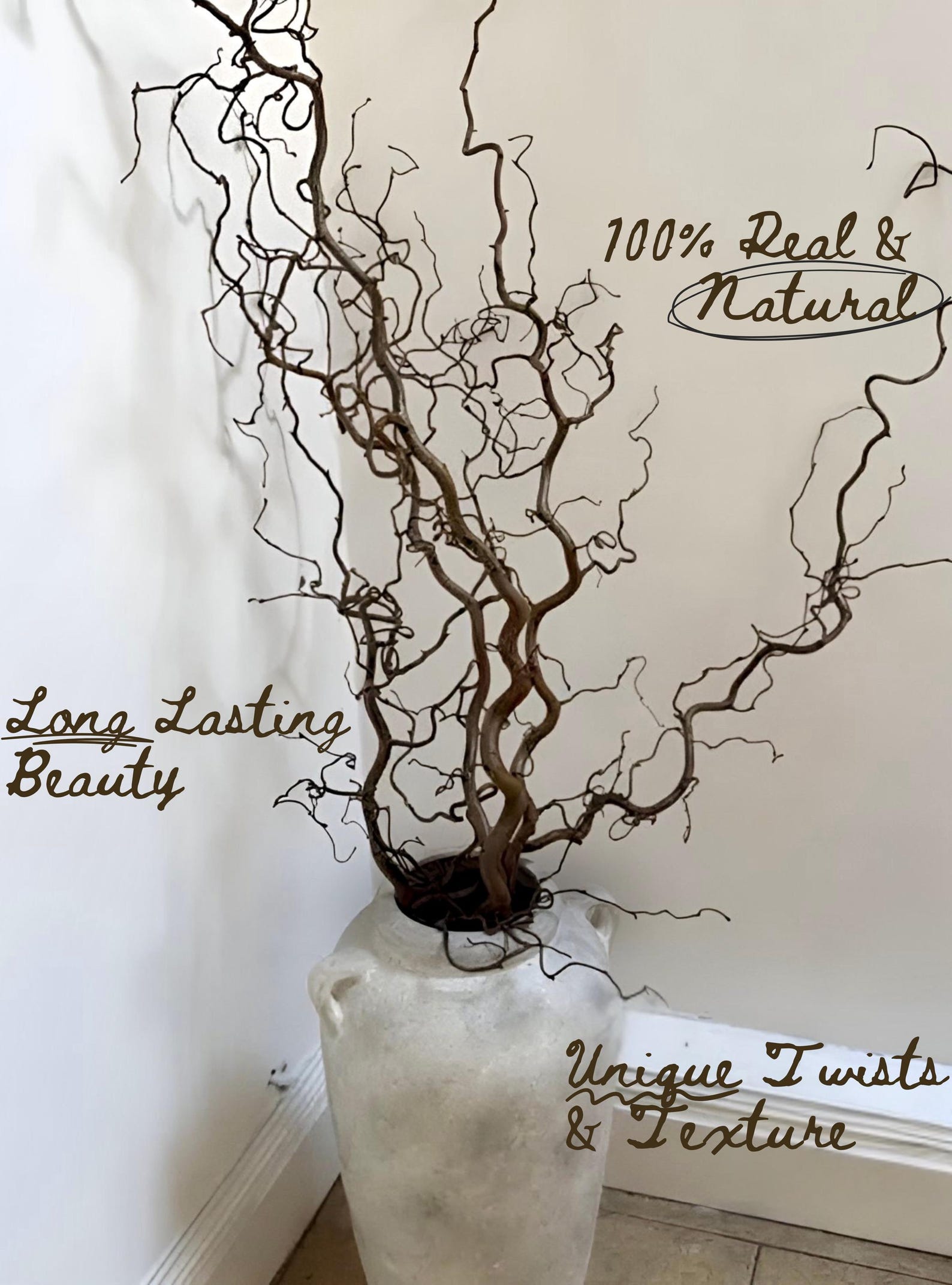Contorted Twisted Hazel Corylus Branches, Real Decorative Branches ...