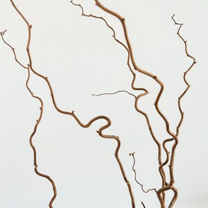 XL Twisted Hazel Branch Corylus Curly Twigs Wabi Sabi - Etsy UK