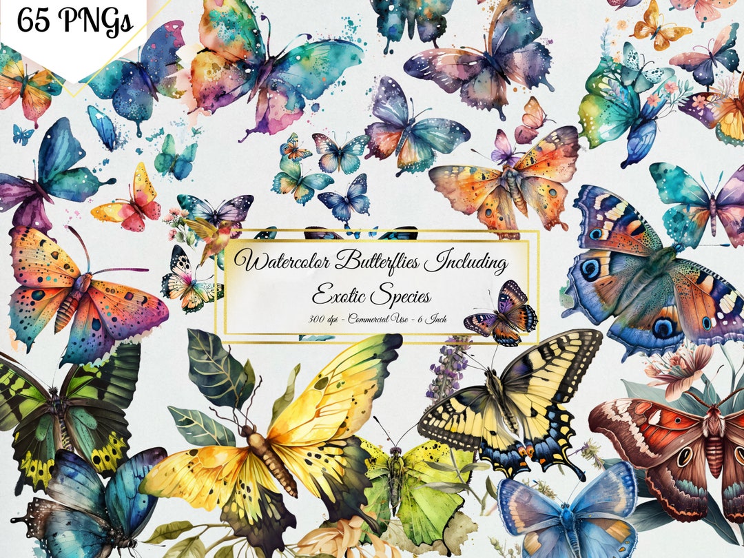 Colorful Watercolor Butterfly Clipart for Commercial Use PNG Graphics ...