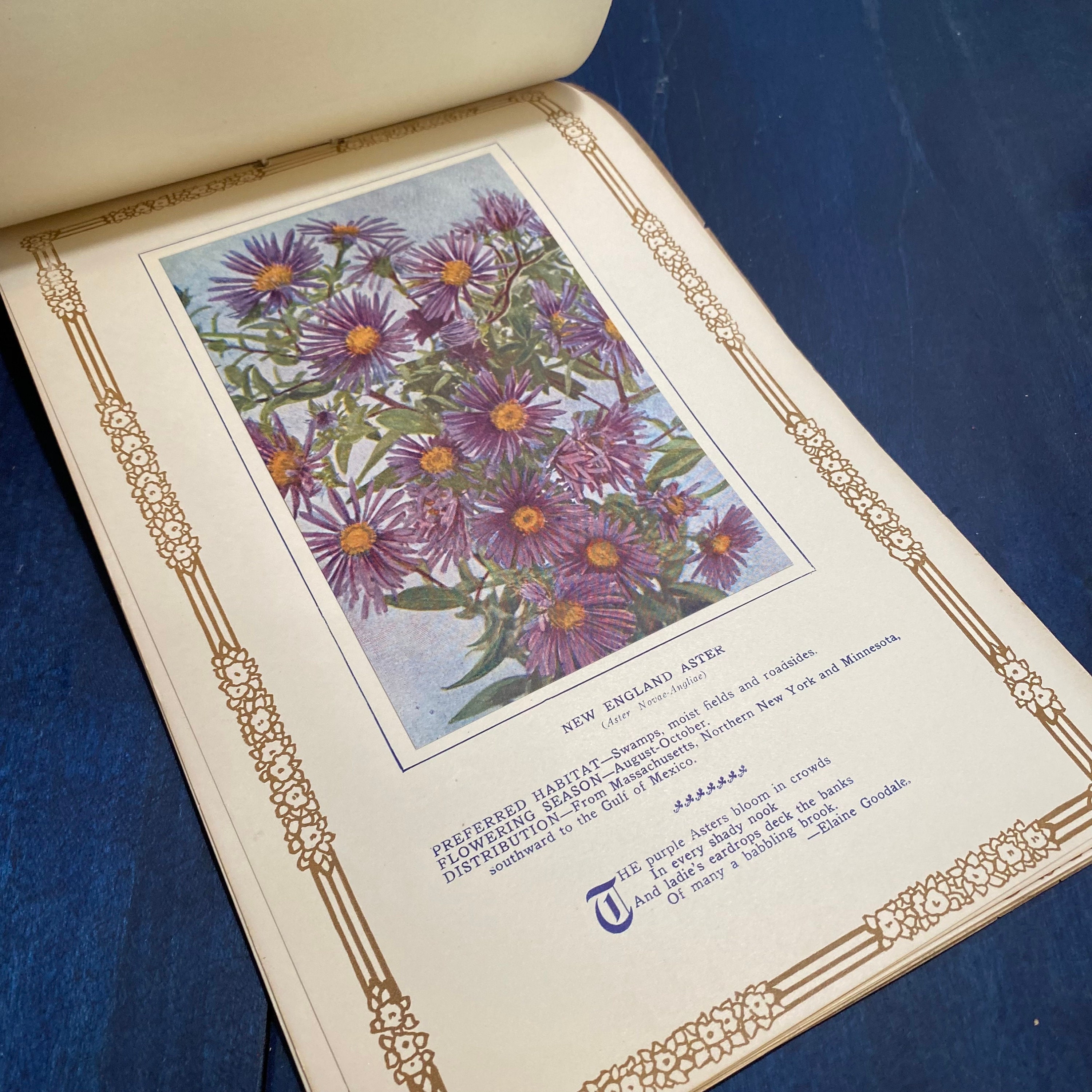 Antique 1913 Nature Calendar Wild Flowers Wall Hanging With - Etsy