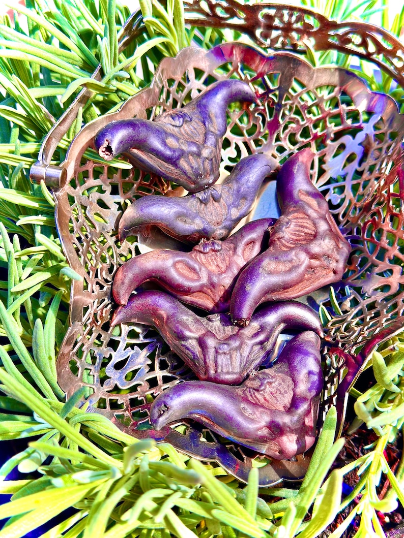 Devil Pod / Bat Nut / Water Caltrop / Trapa Bicornis / Buffalo Nut ...