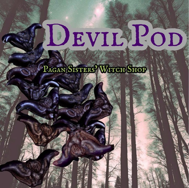 Devil Pod / Bat Nut / Water Caltrop / Trapa Bicornis / Buffalo Nut ...