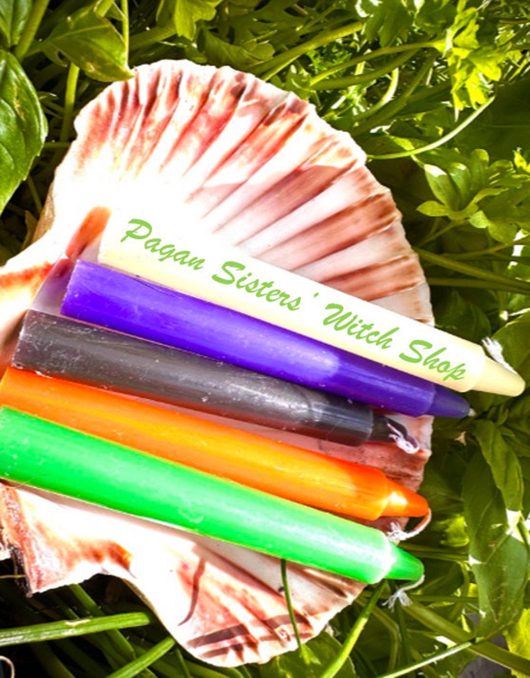 Sea Shell / Scallop Shell / Smudging / Candle / Soap Dishes / - Etsy