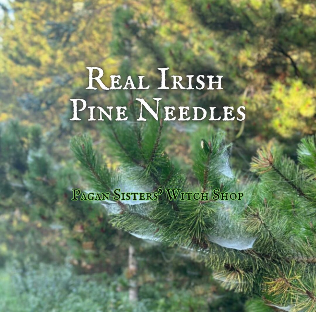 Real Irish Pine Needles Fresh Wild Organic -purification /wealth ...
