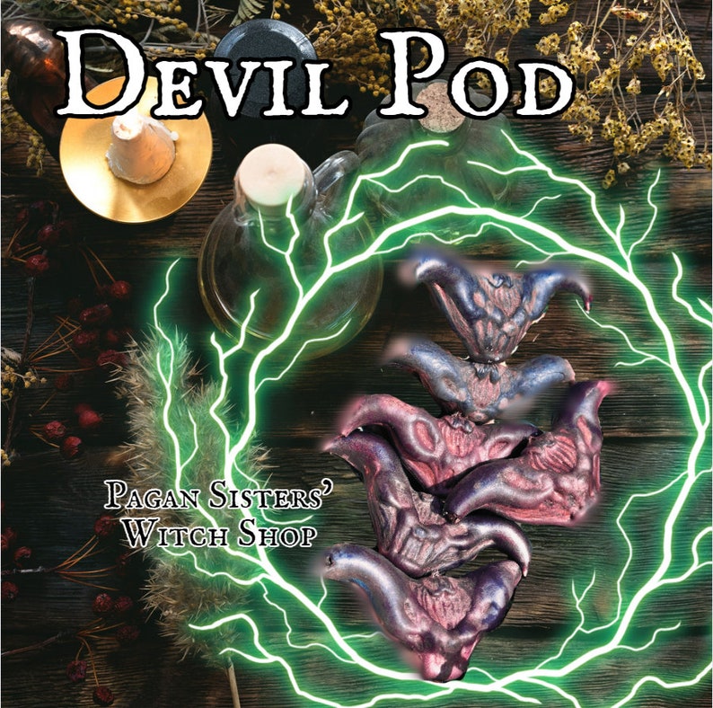 Devil Pod / Bat Nut / Water Caltrop / Trapa Bicornis / Buffalo Nut ...