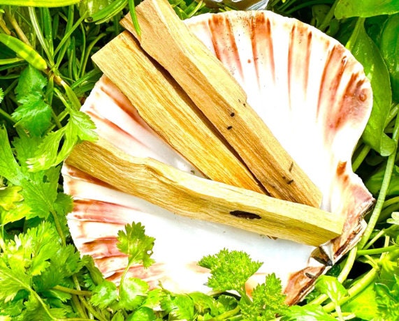 Sea Shell / Scallop Shell / Smudging / Candle / Soap Dishes / - Etsy